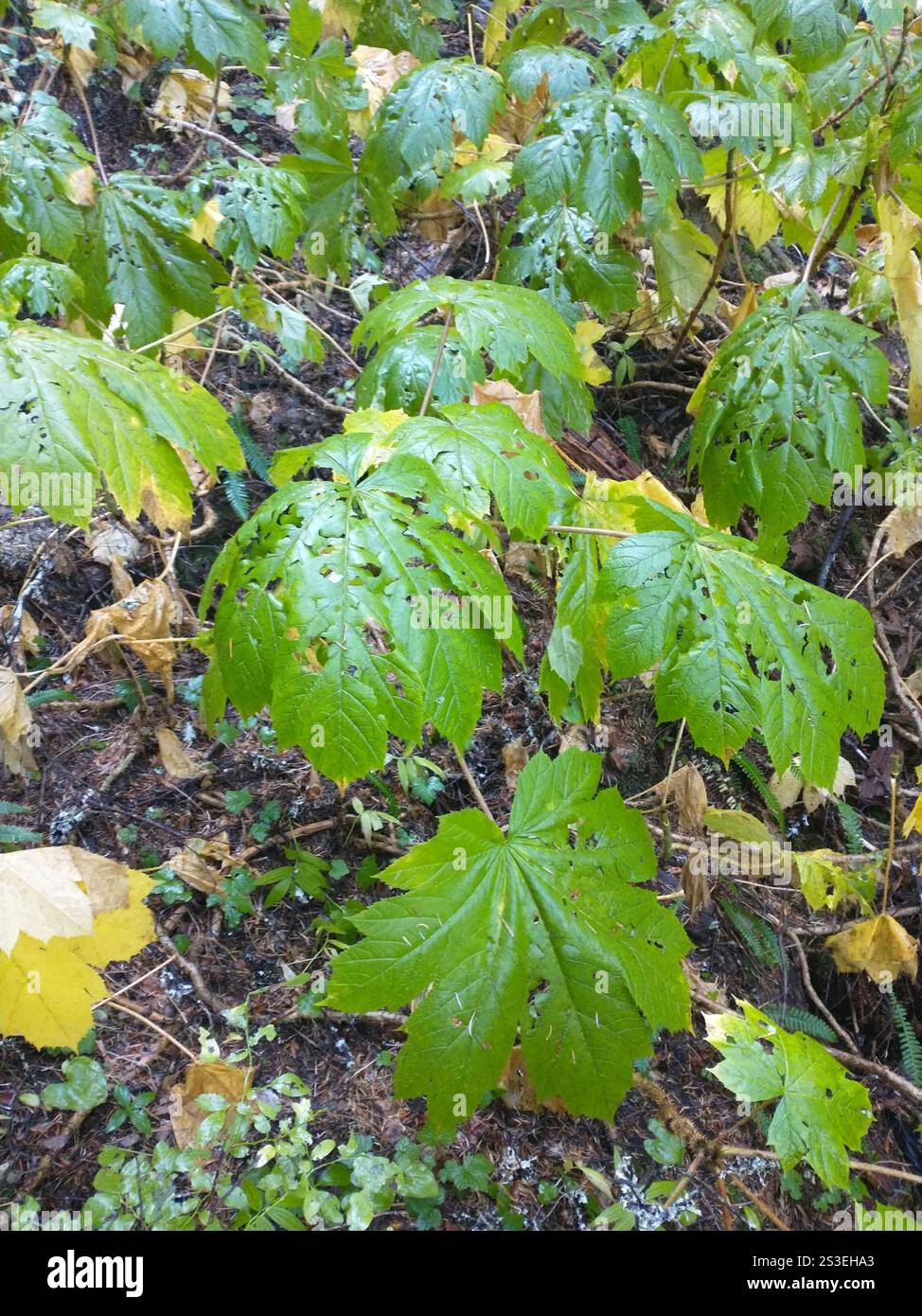 Devil's Club (Oplopanax horridus Stock Photo - Alamy