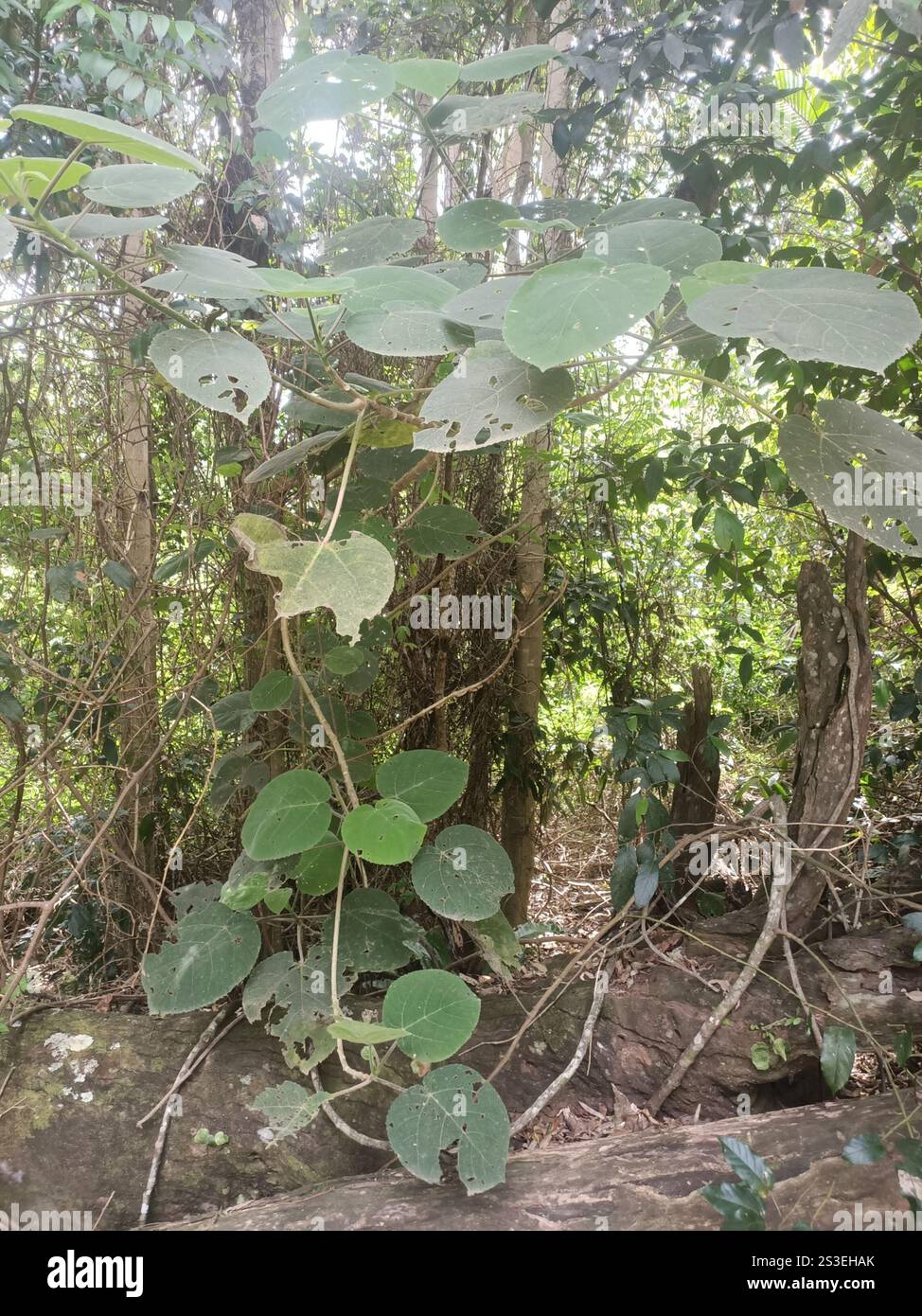 Giant Stinging Tree (Dendrocnide excelsa Stock Photo - Alamy