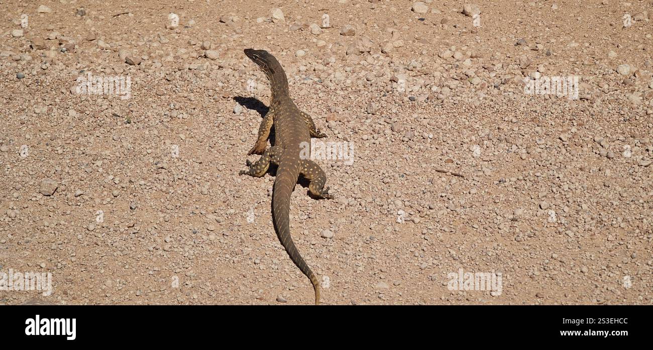 Sand Goanna (Varanus gouldii Stock Photo - Alamy