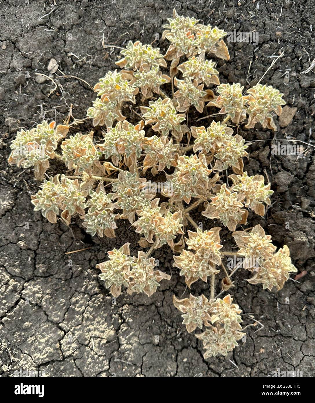 turkey mullein (Croton setiger Stock Photo - Alamy