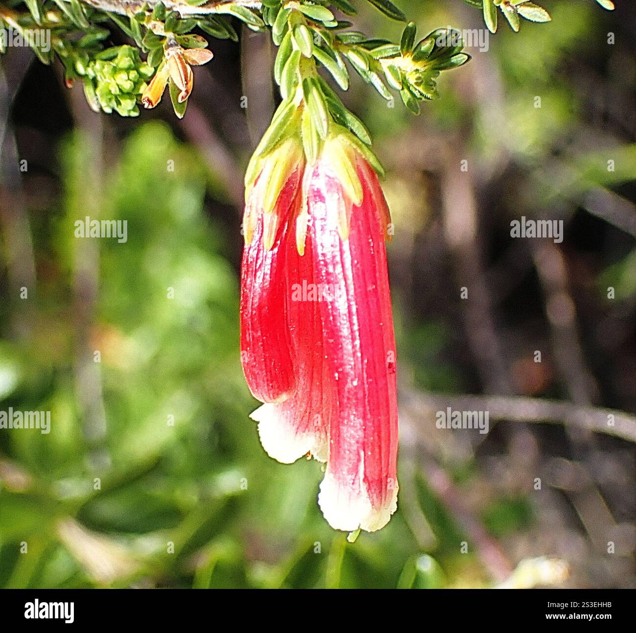 Twotone Heath (Erica versicolor Stock Photo - Alamy