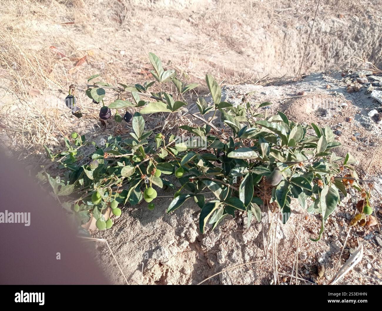 Capparaceae family hi-res stock photography and images - Alamy