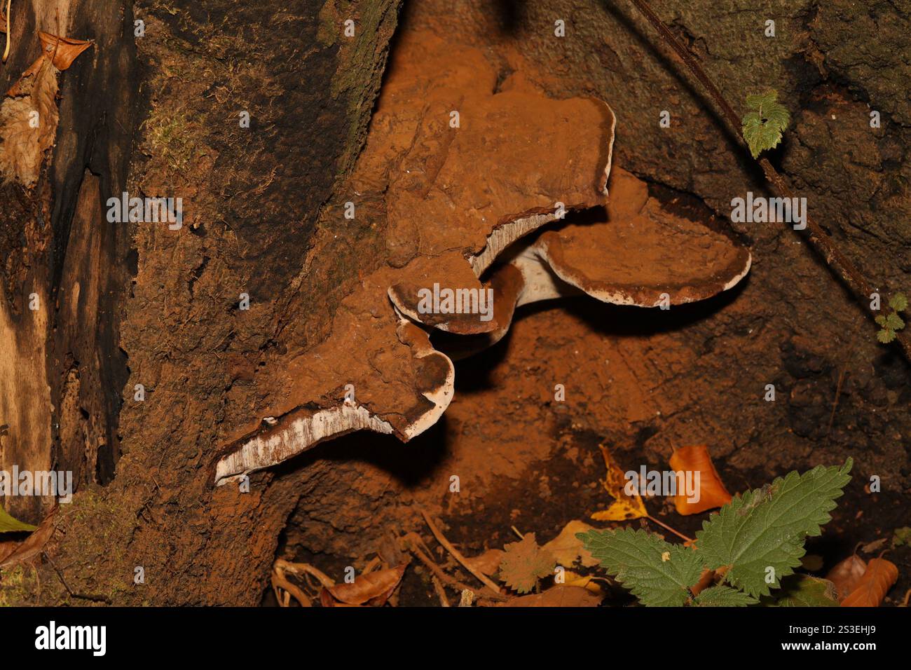 artist's bracket (Ganoderma applanatum Stock Photo - Alamy