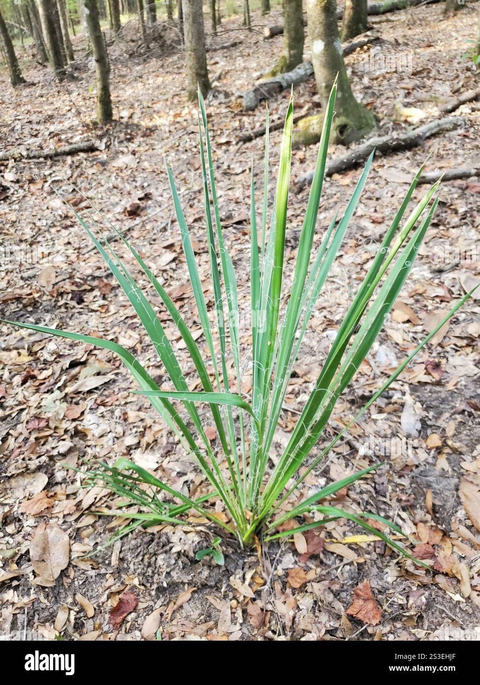common yucca (Yucca filamentosa Stock Photo - Alamy