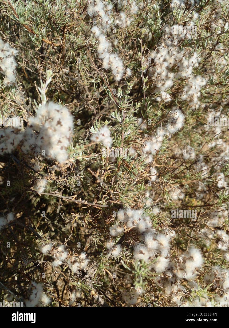 Cape Snow Bush (Eriocephalus africanus Stock Photo - Alamy