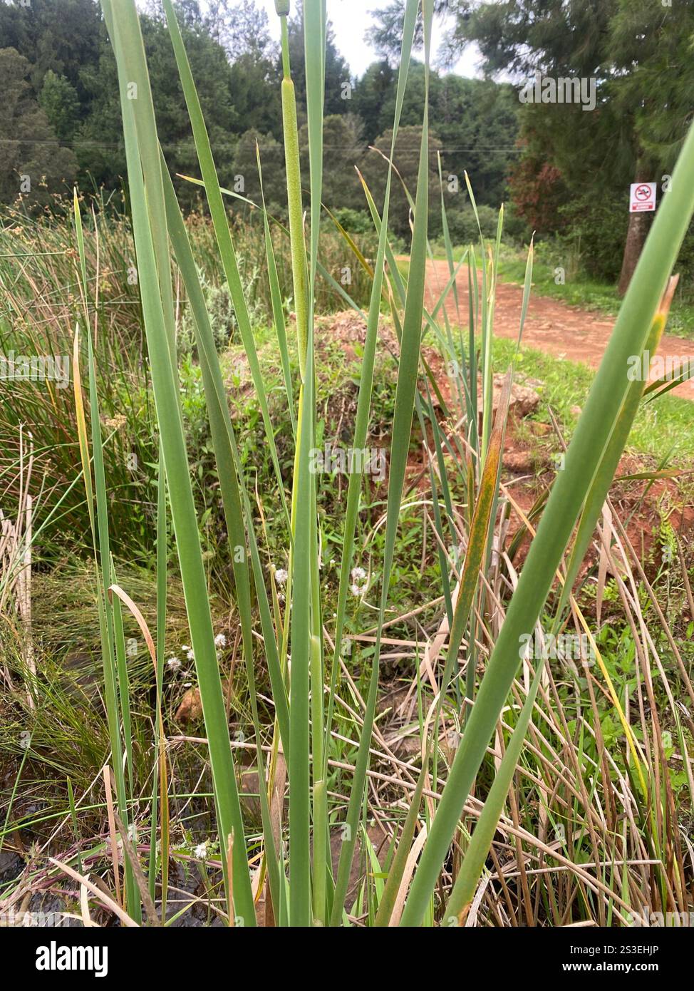 Cape Bulrush (Typha capensis Stock Photo - Alamy