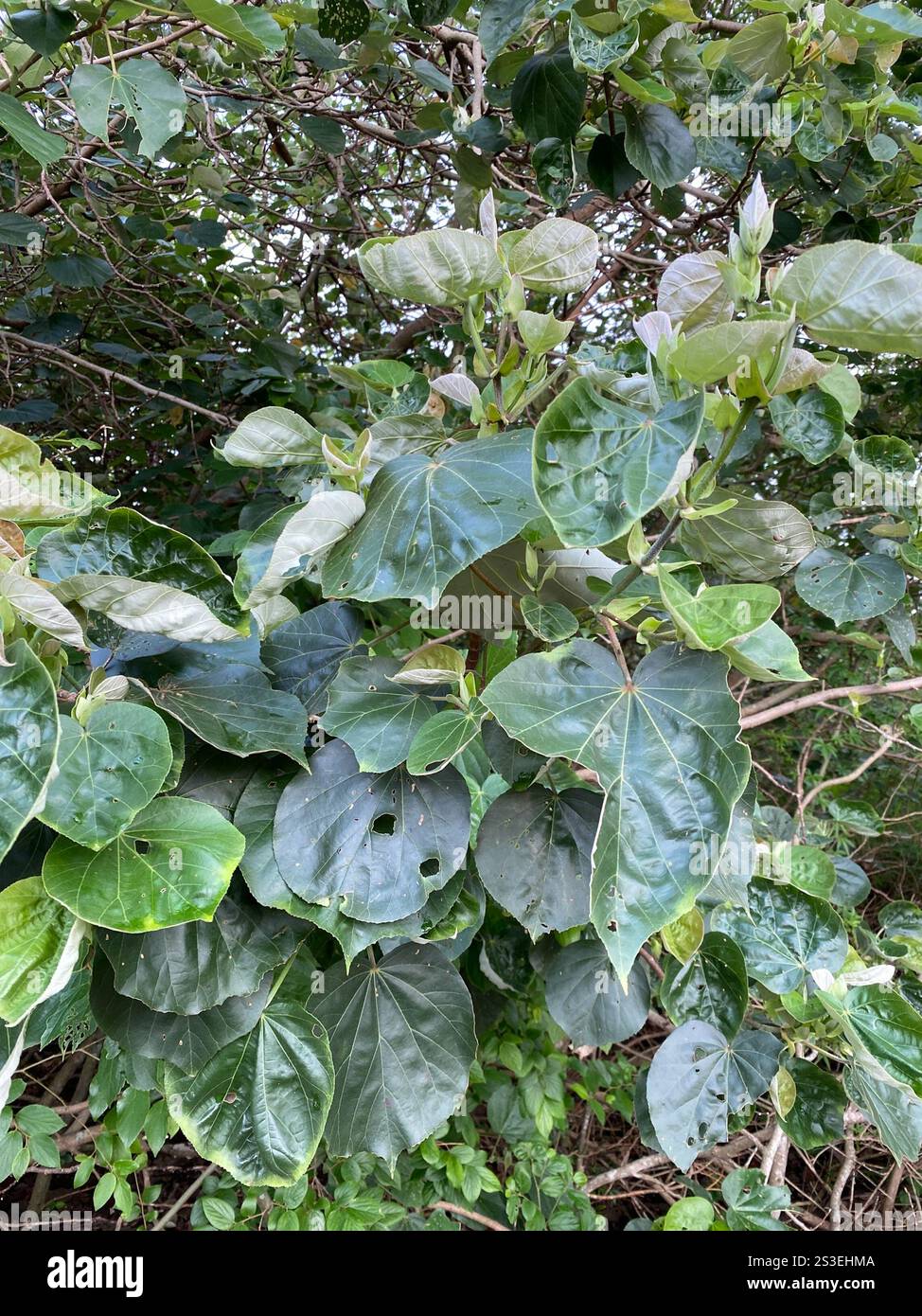 sea hibiscus (Hibiscus tiliaceus Stock Photo - Alamy