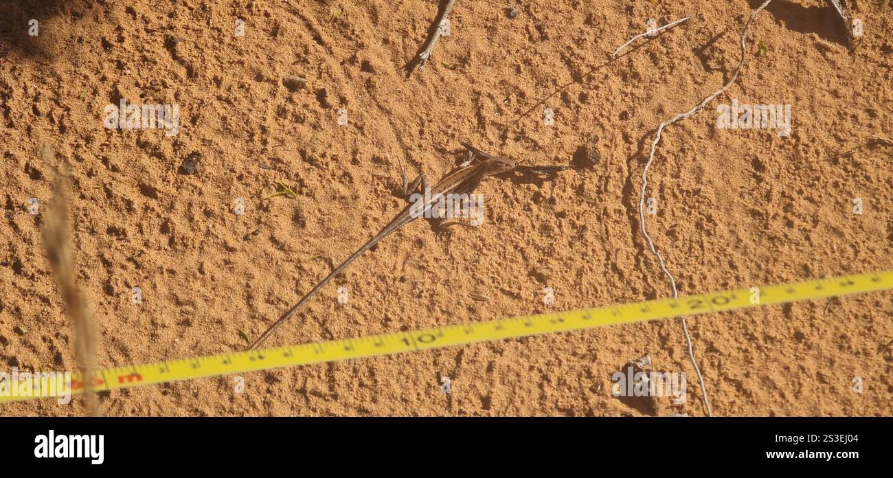 eastern mallee dragon (Ctenophorus spinodomus Stock Photo - Alamy