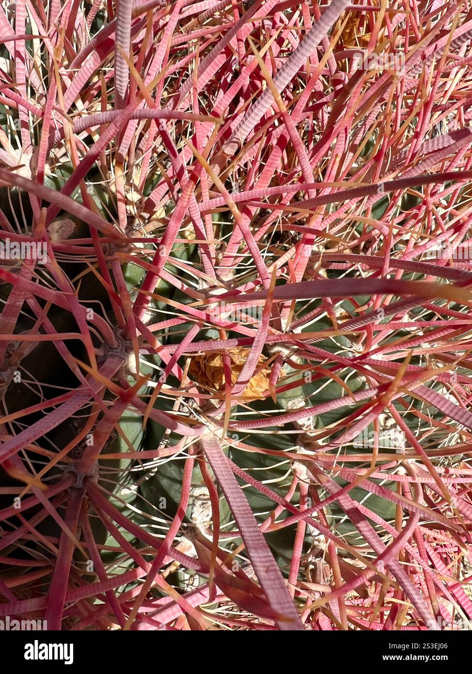 California Barrel Cactus (Ferocactus cylindraceus Stock Photo - Alamy