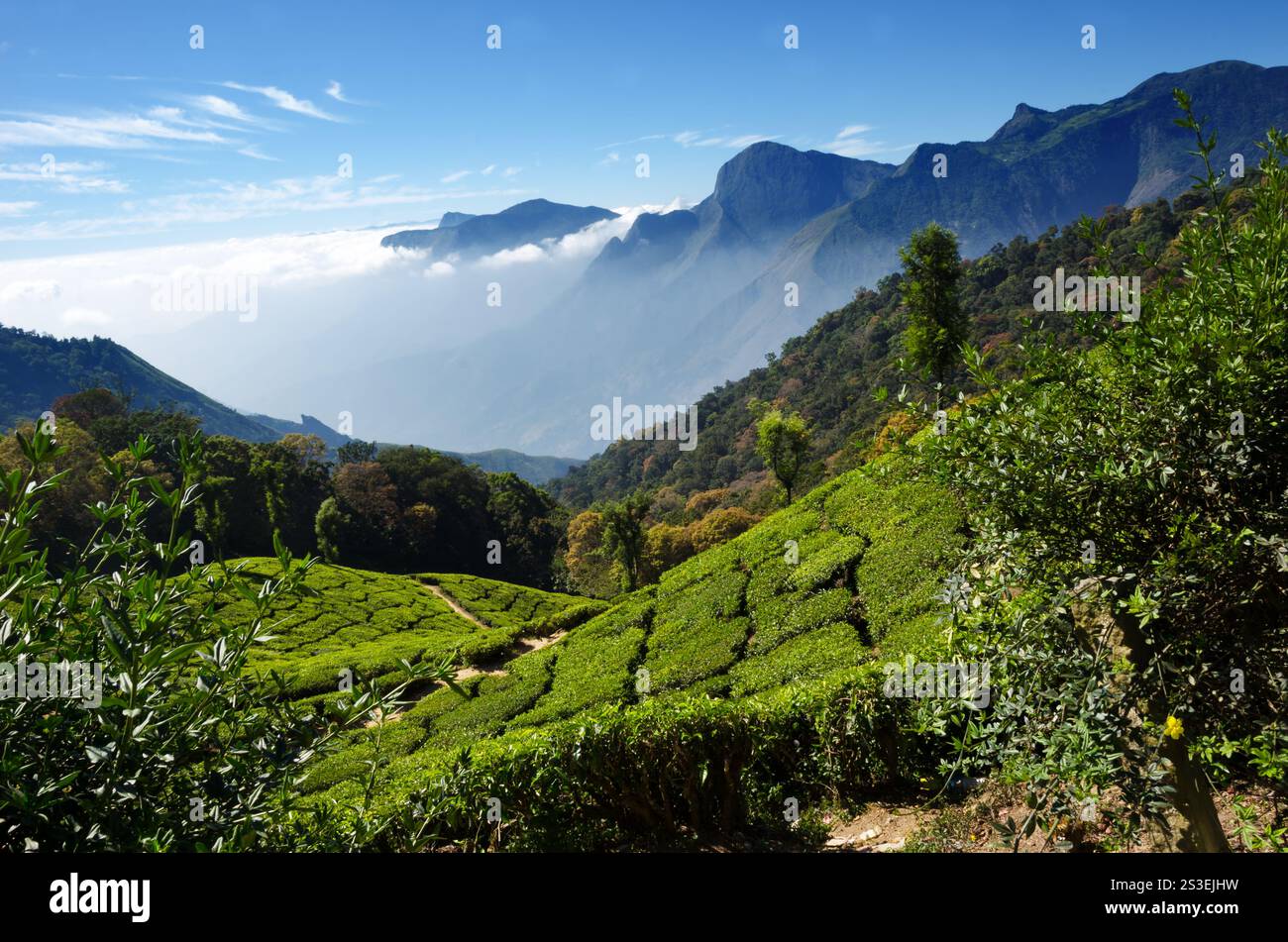 Tea field in Munnar, Kerala, India. Beautiful landscape of Munnar with ...
