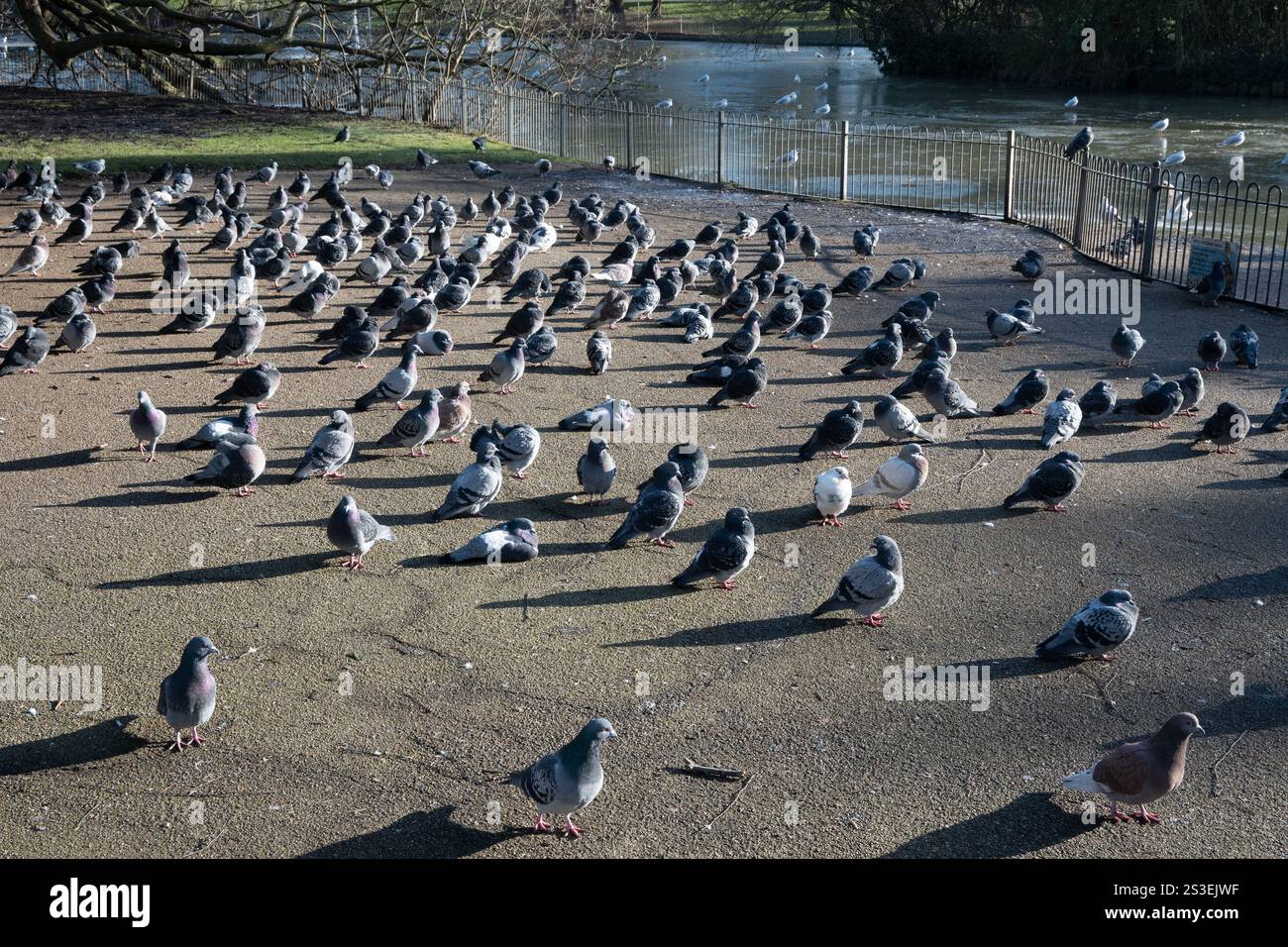 Feral pigeons in Jephson Gardens, Leamington Spa, Warwickshire, England ...