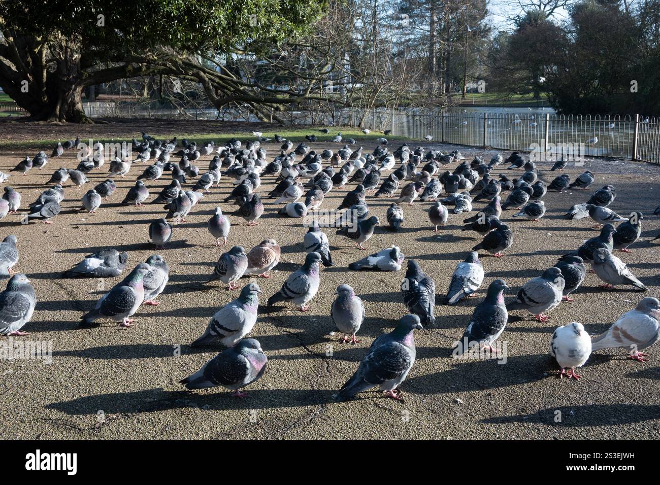 Feral pigeons in Jephson Gardens, Leamington Spa, Warwickshire, England ...