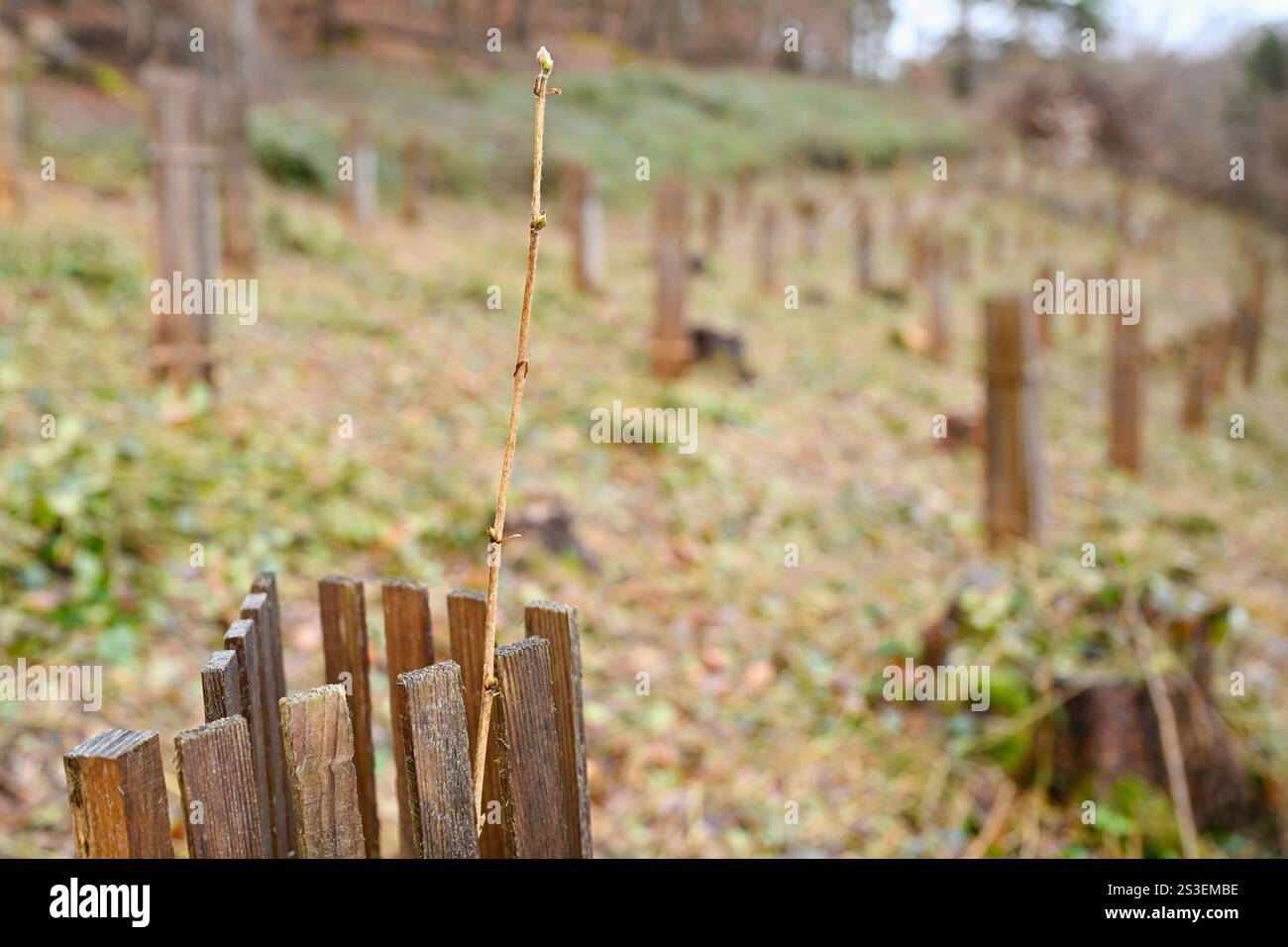 Offenheim, Germany. 09th Jan, 2025. The bud of a hazel tree (Corylus ...