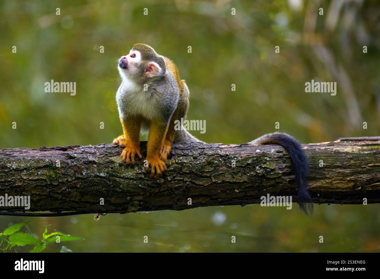 Common Squirrel Monkey Looking Up on a Tree Branch Stock Photo - Alamy