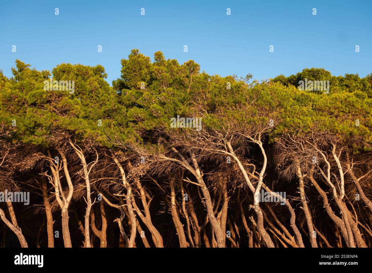 The stone pines Pinus pinea, gigantic pine trees along the beautiful ...