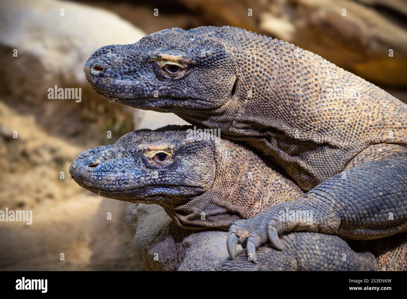 Close up two komodo dragons hi-res stock photography and images - Alamy