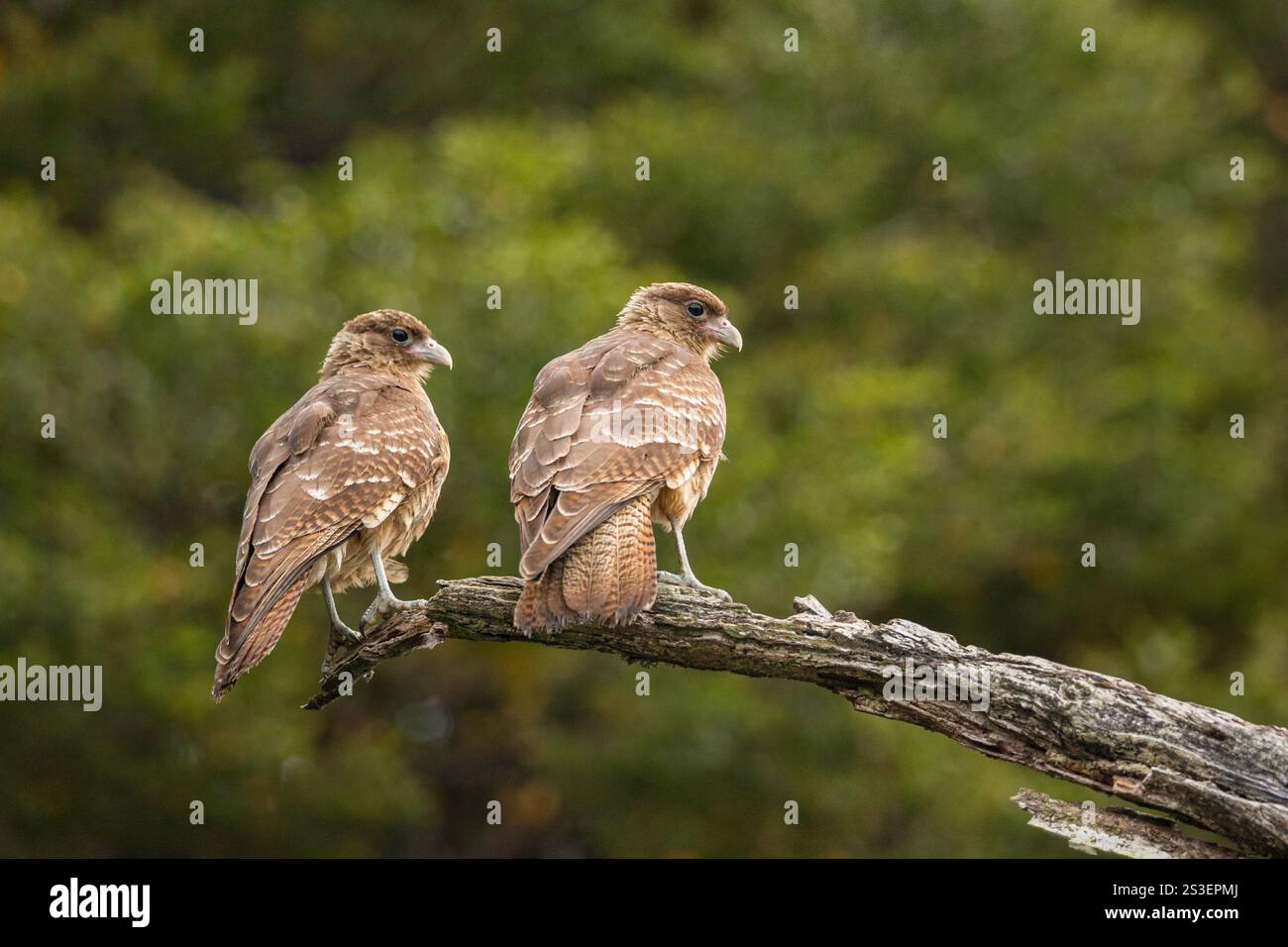 Cape froward, chile hi-res stock photography and images - Alamy