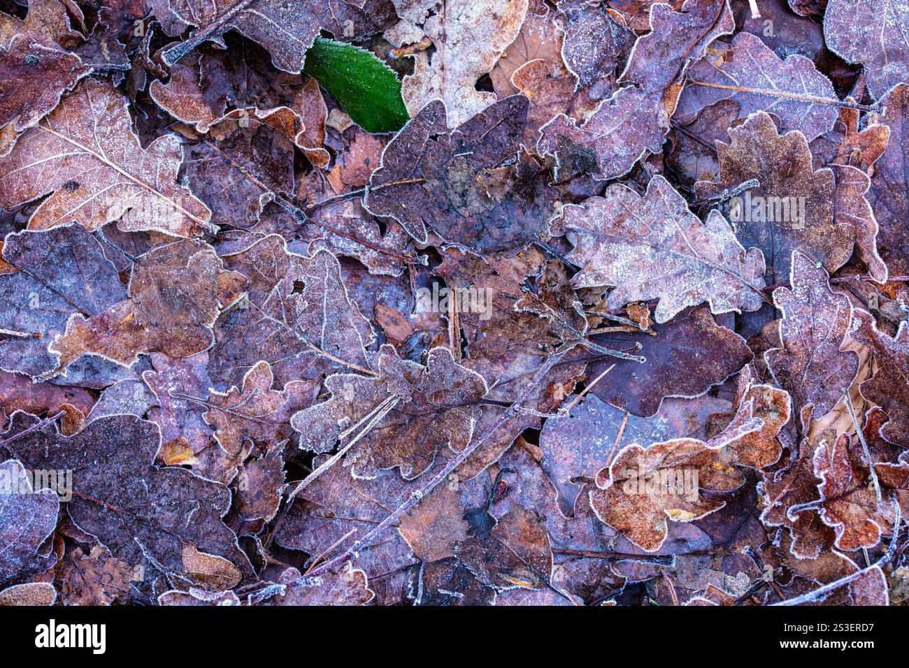 Intimate, semi-abstract, close up natural still life of leaves trapped ...