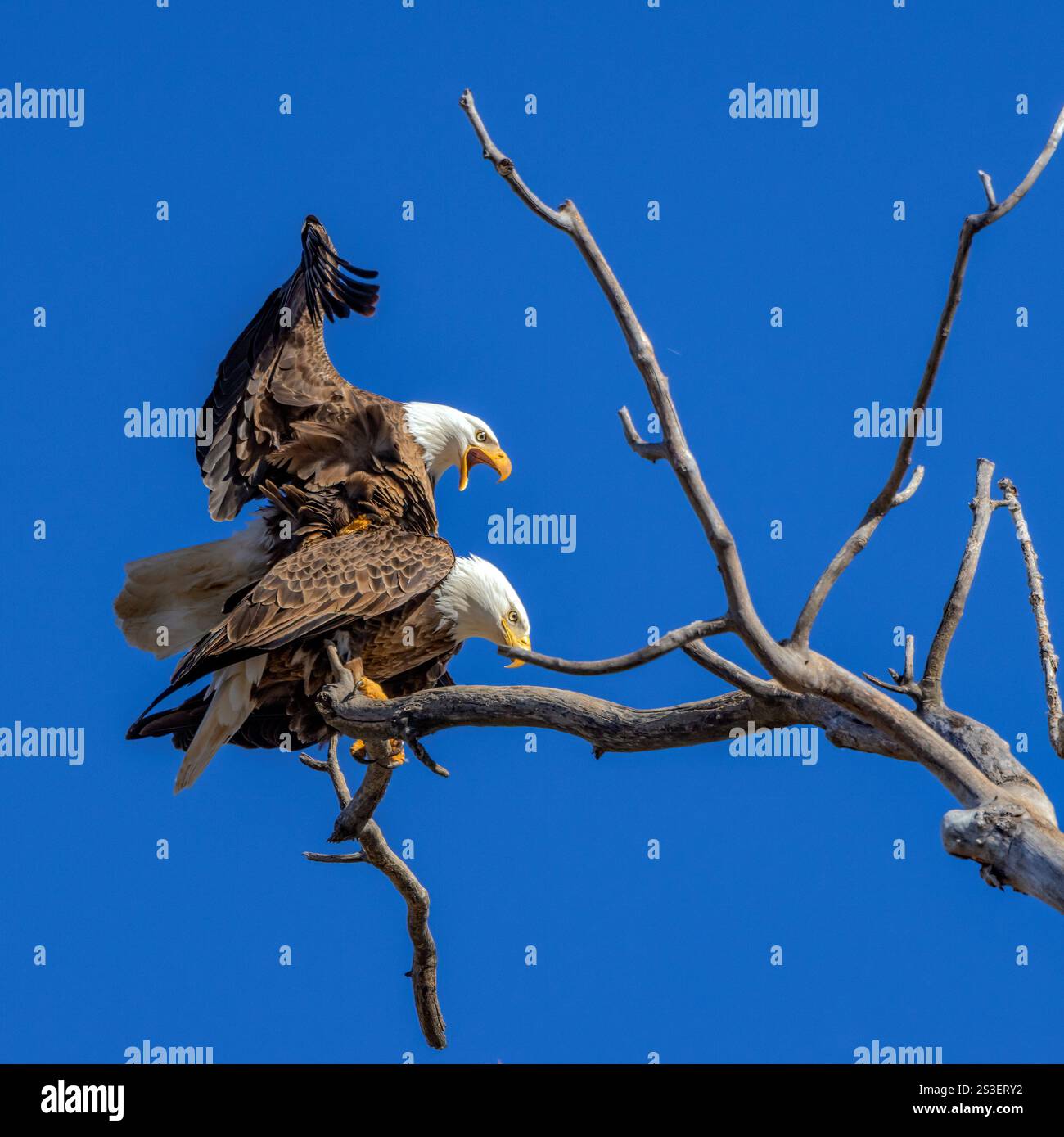 Mating eagles hi-res stock photography and images - Alamy