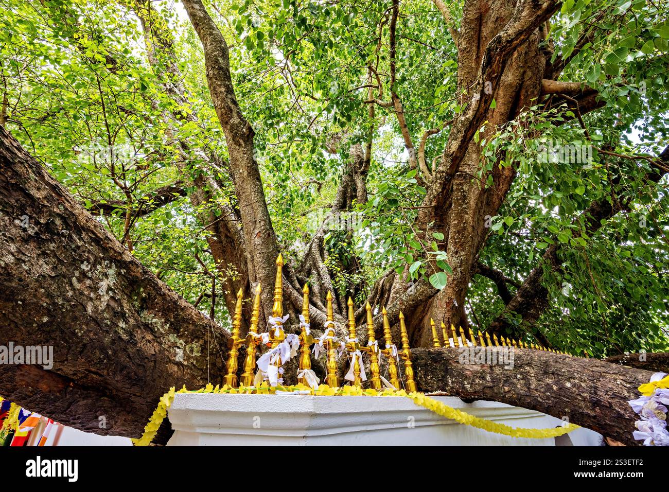 The holy Bodhi Tree in the Tooth Temple of Kandy Stock Photo - Alamy