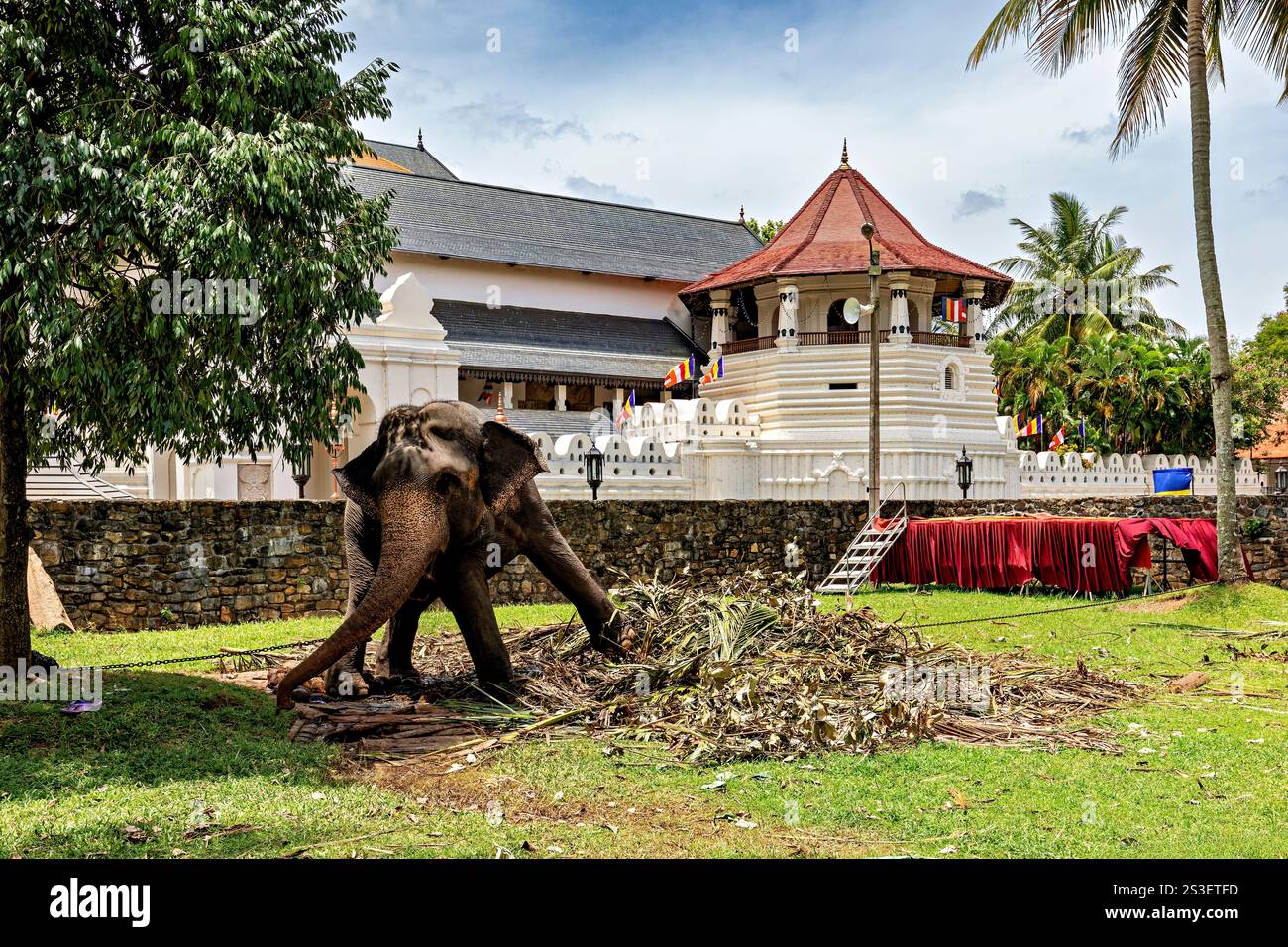 Elephant at the Tooth Temple in Kandy Sri Lanka Stock Photo - Alamy