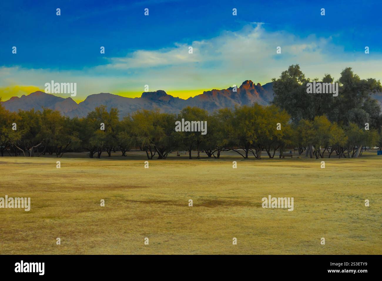 Golden sunlight casts a warm glow on scattered trees in a tranquil park ...