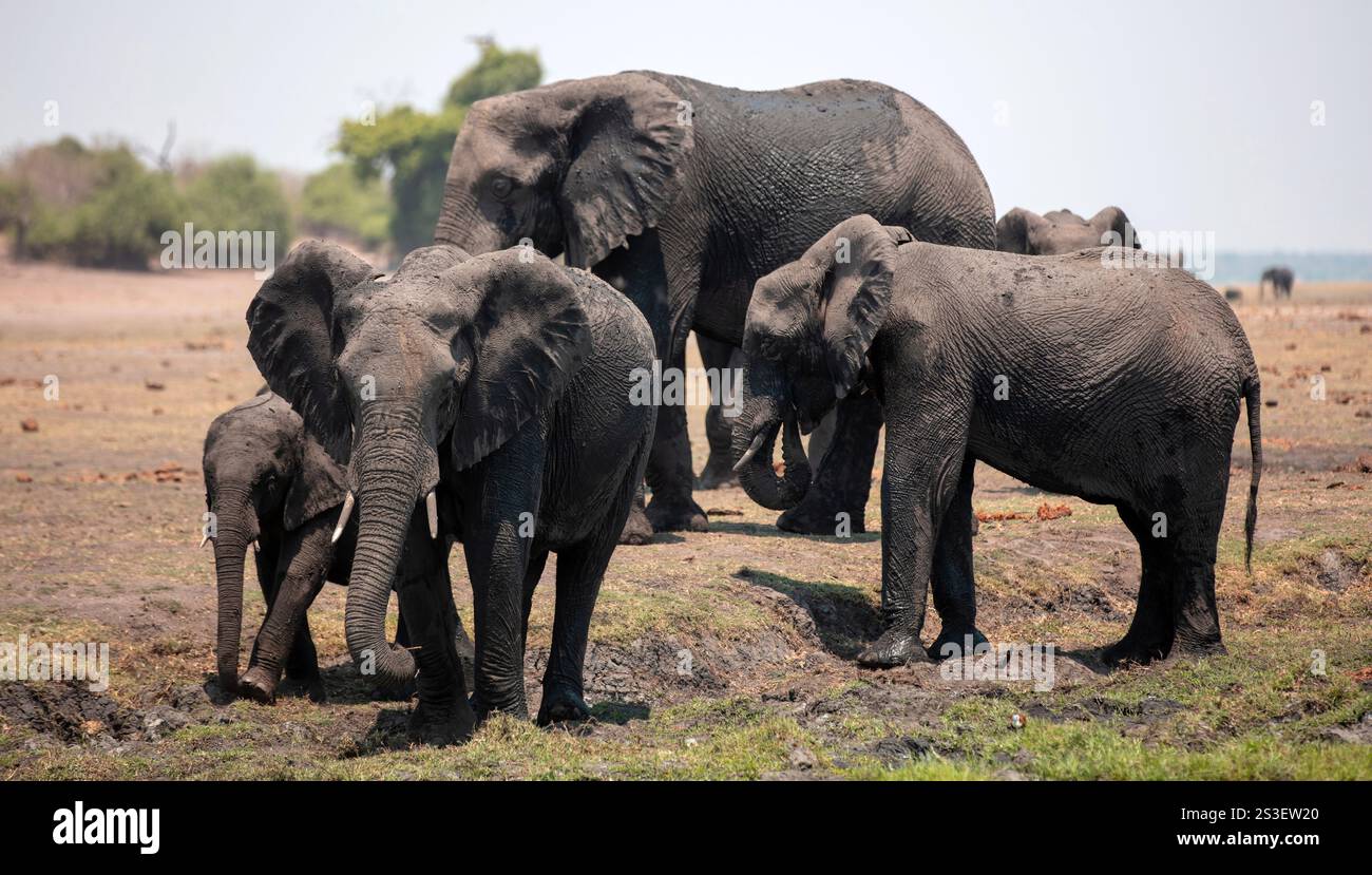 African elephants group closeup view. Wild animals family in Chobe ...