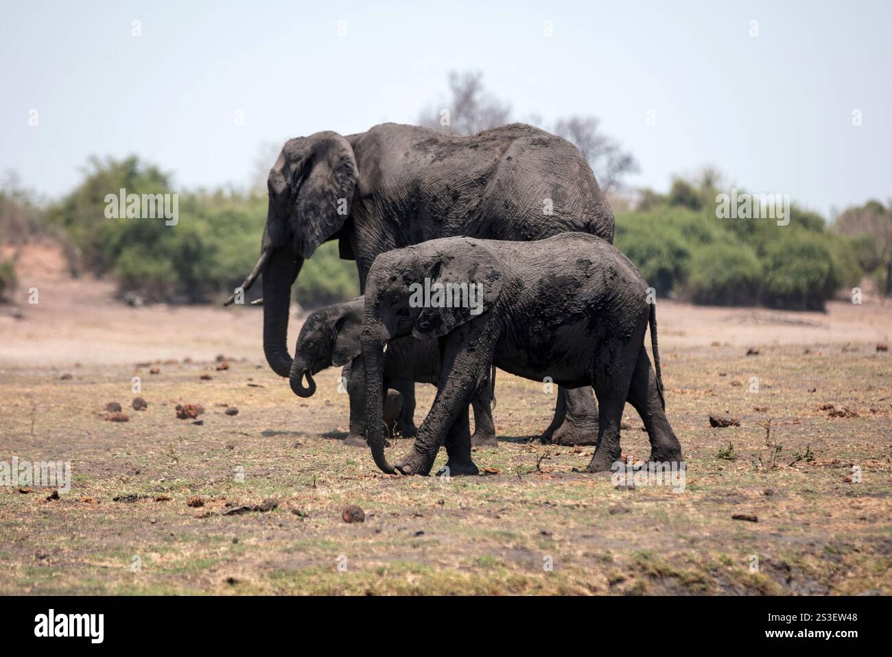 Botswana safari kids hi-res stock photography and images - Alamy