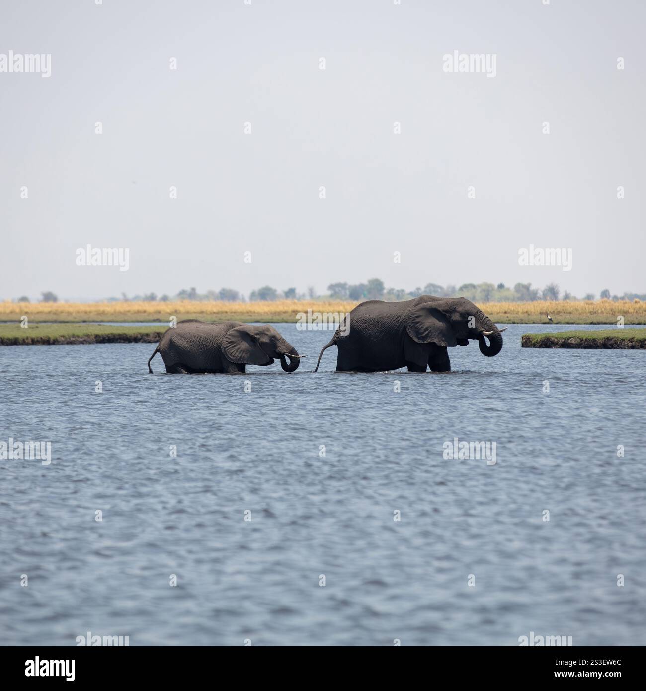 African elephants mother and kid walking in the water in Chobe National ...