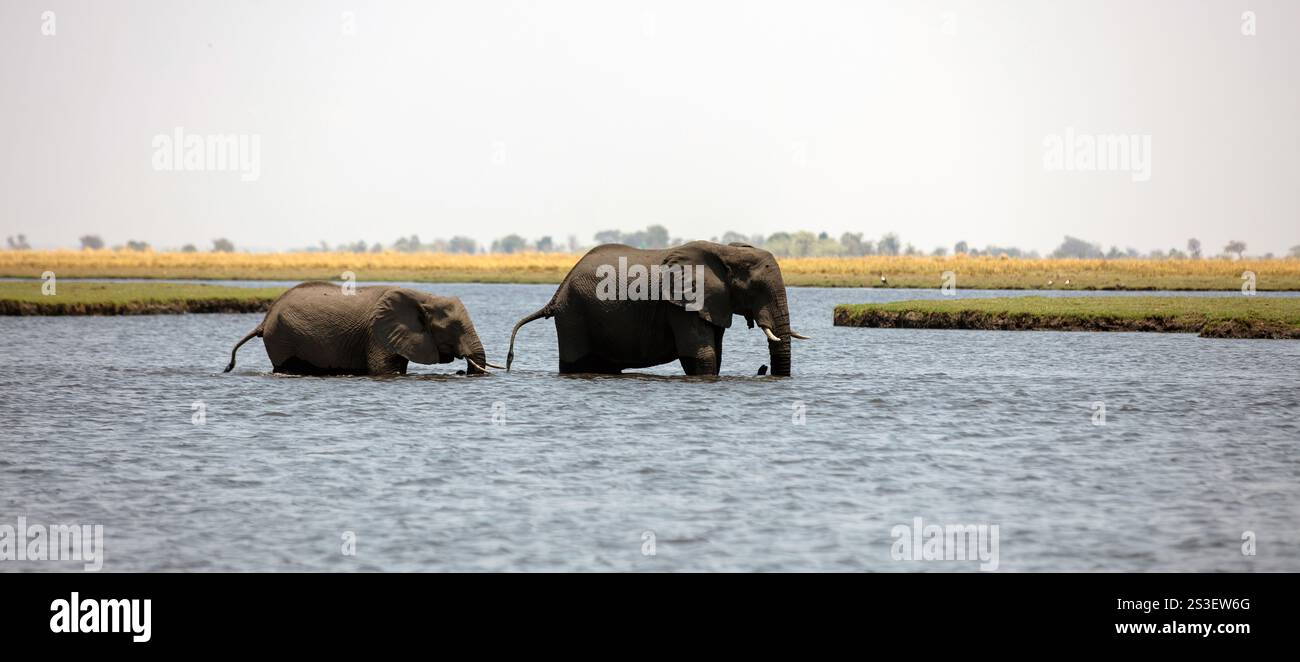 African elephants mother and kid walking in the water in Chobe National ...