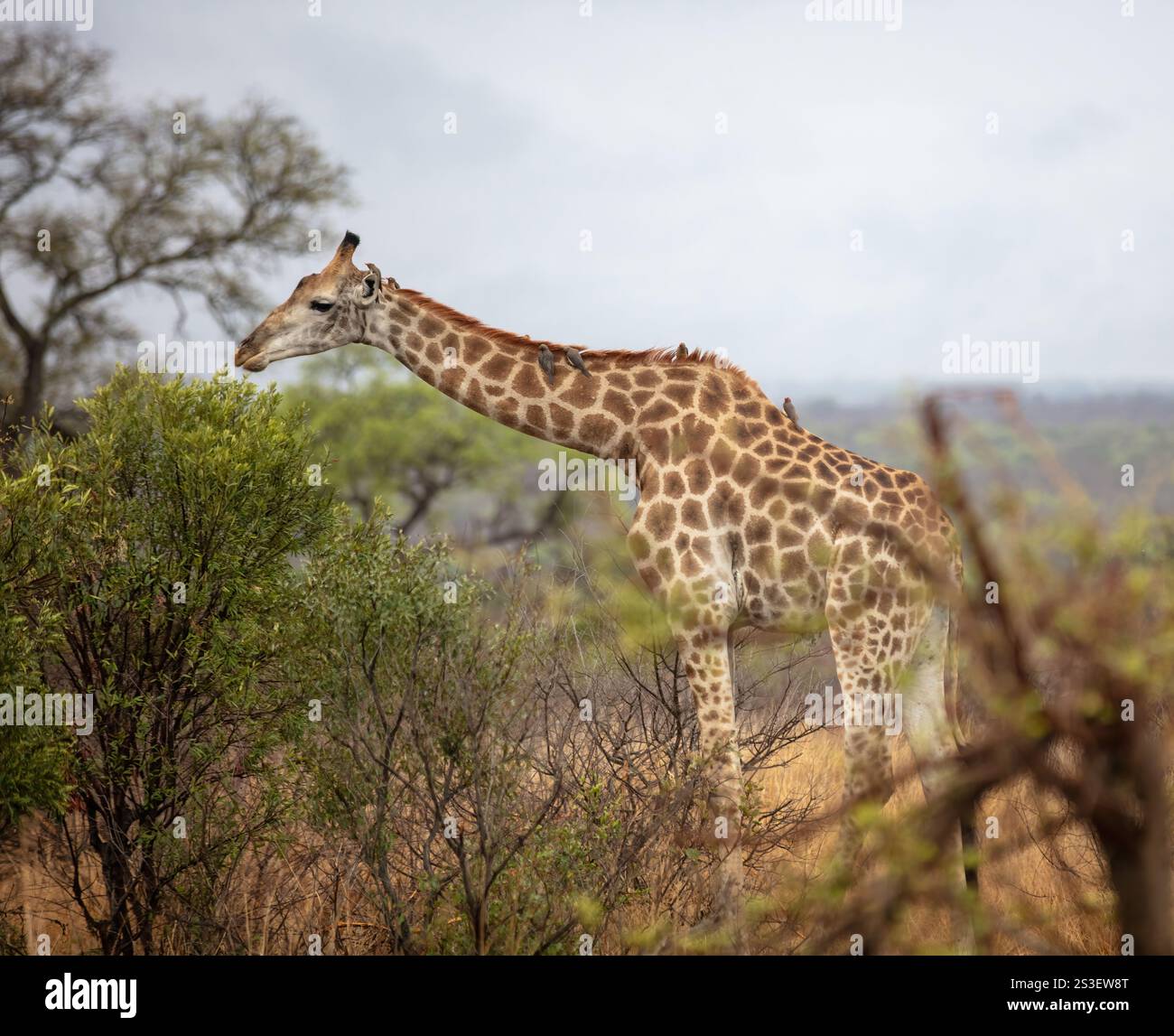 African giraffe, safari animal eating leaves from a tree at Chobe ...