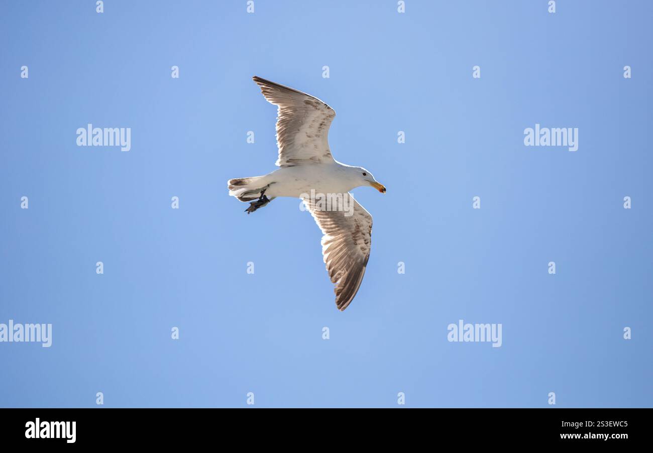 Seagull, open wing fly, clear blue sky background. Kelp Gull or ...