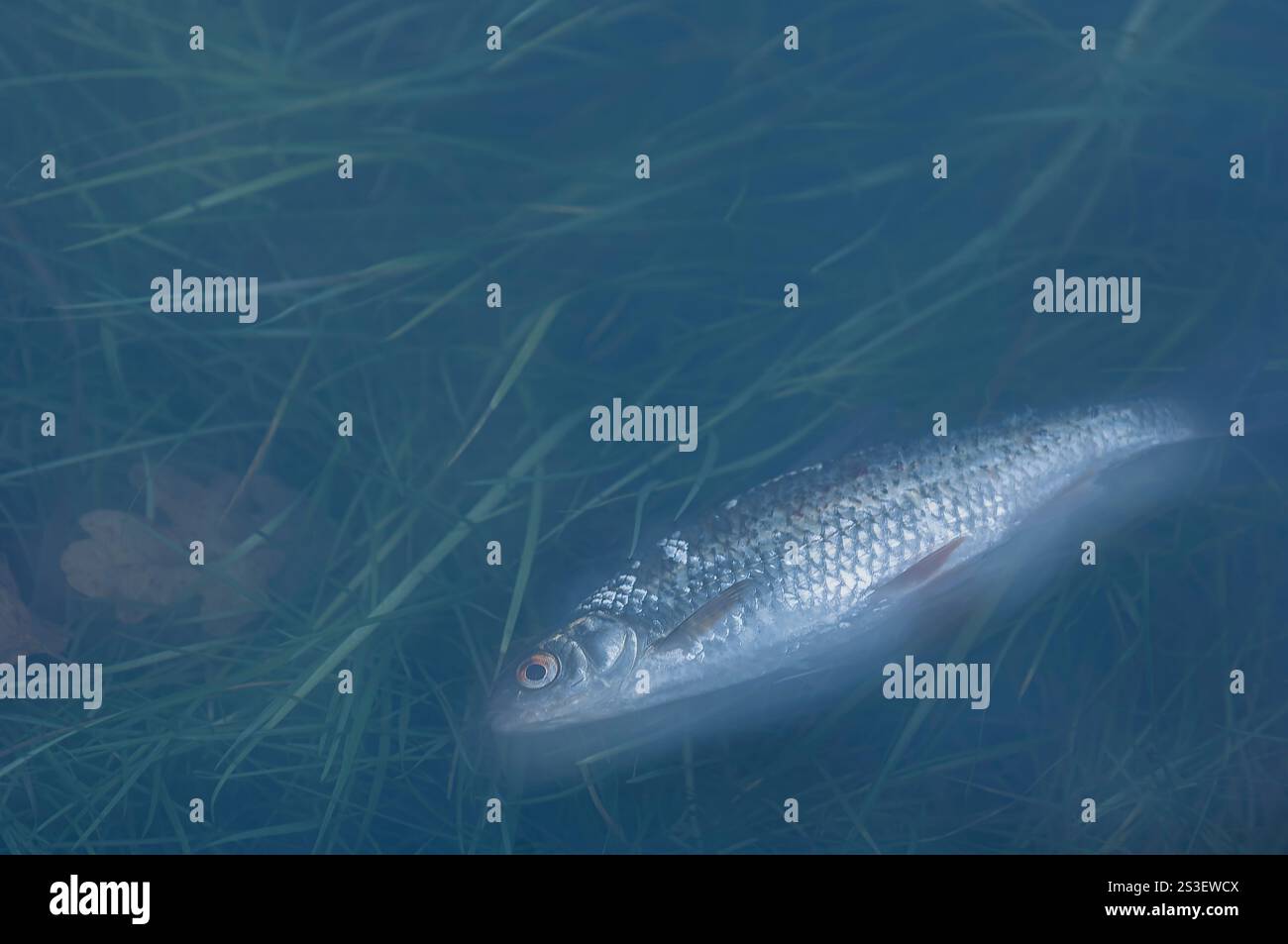 A deceased fish lies submerged in clear water, surrounded by green ...