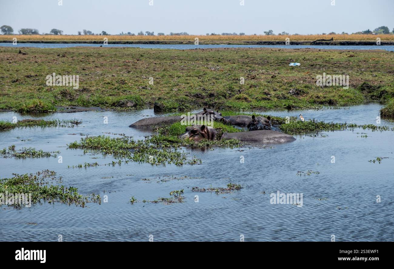 Hippopotamus, three hippos resting in the water, Chobe River, National ...