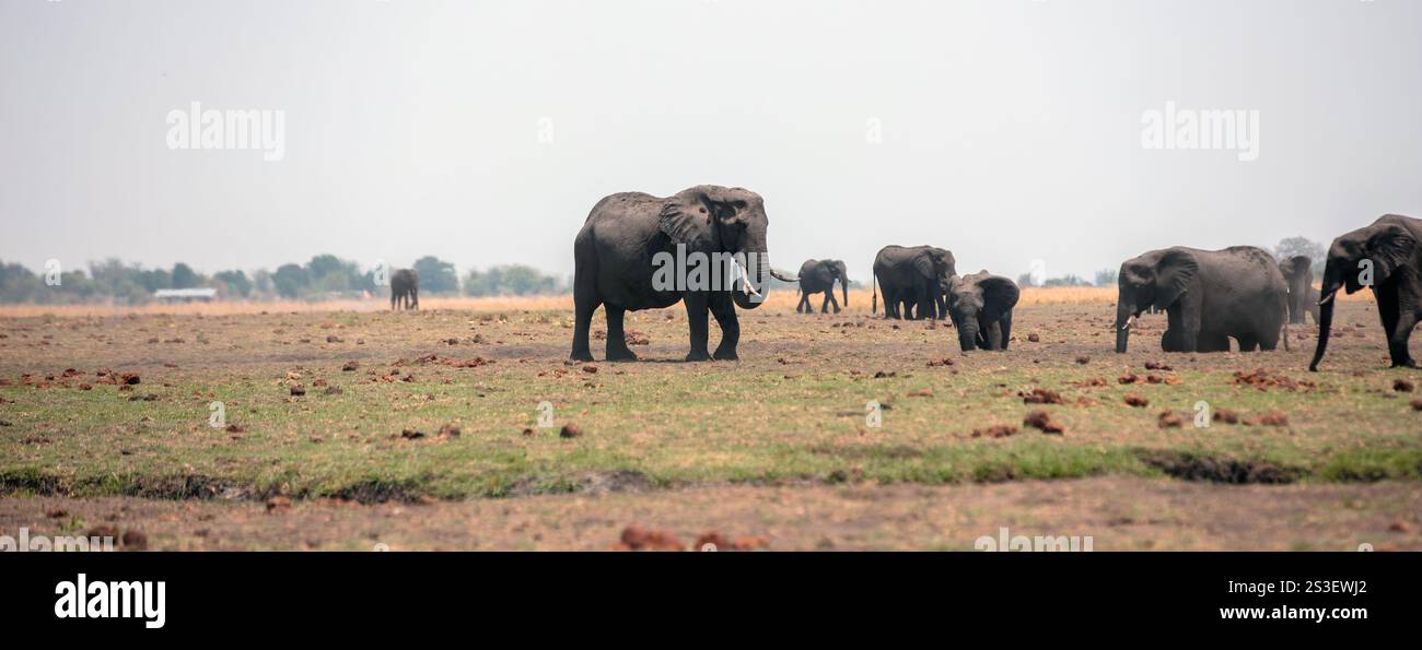 African elephants group grazing. Wild animals panorama in Chobe ...