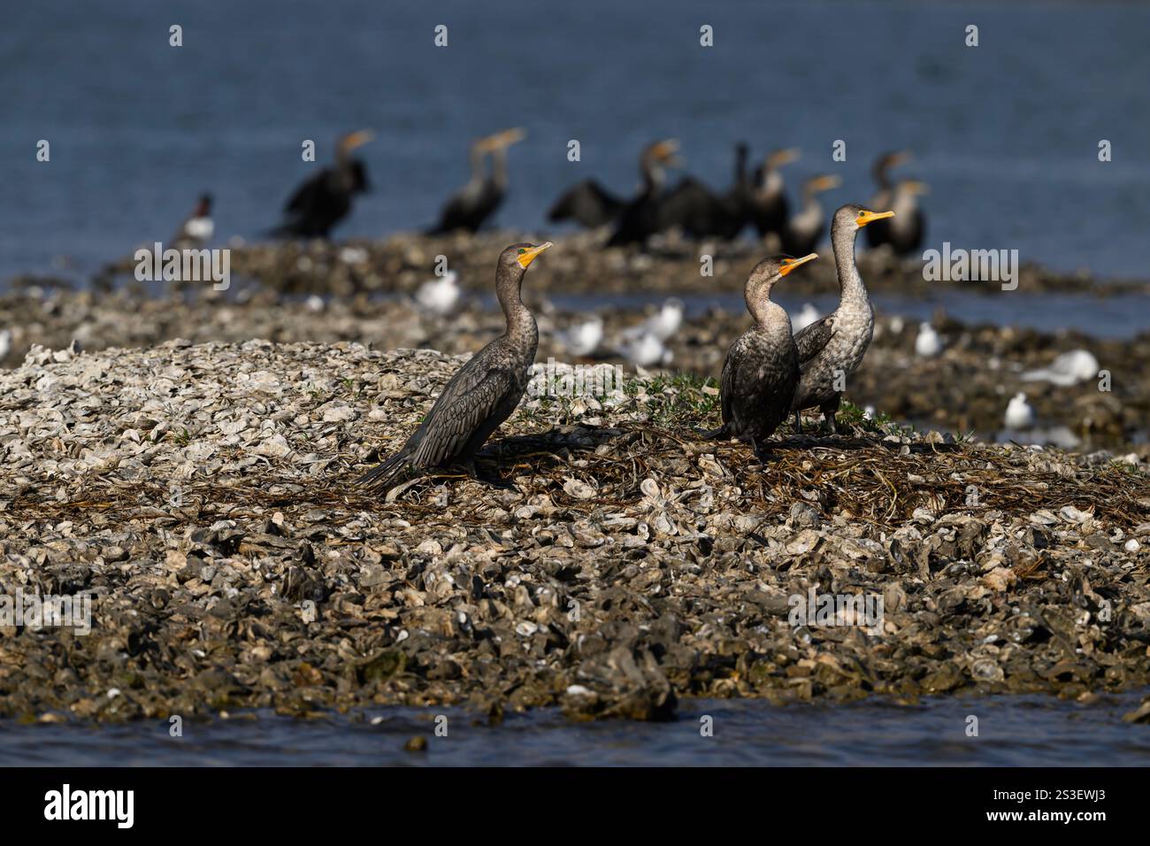 Double crested cormorants on a small island made from mussel shells ...
