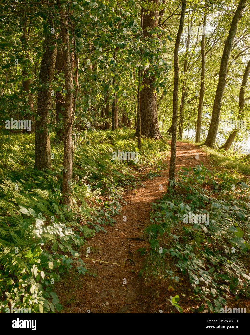 Forest scene along the Bay Circuit Trail at Sudbury Reservoir in ...