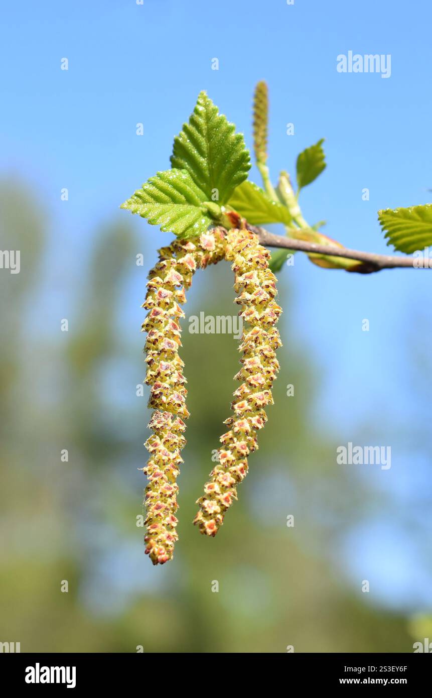 Flowering branch of a birch tree in spring with blue sky behind Stock ...
