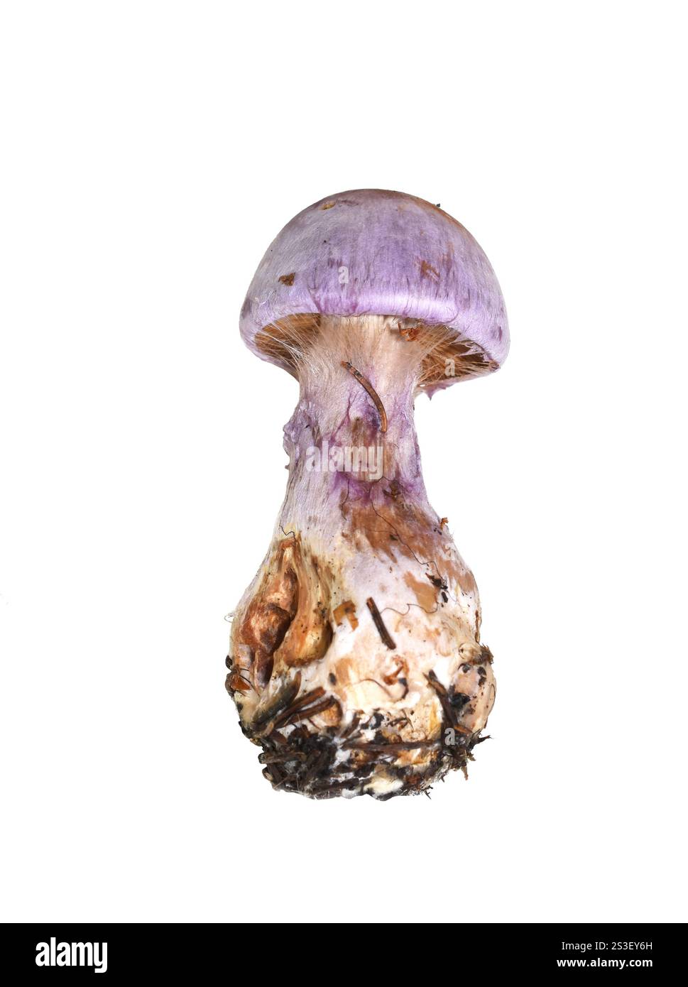 Gassy webcap Cortinarius traganus on white background Stock Photo - Alamy