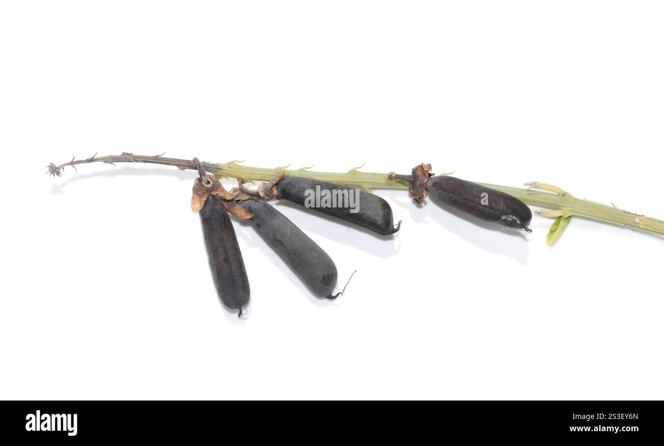 Rattlebox Crotalaria retusa seed pods isolated on white background ...