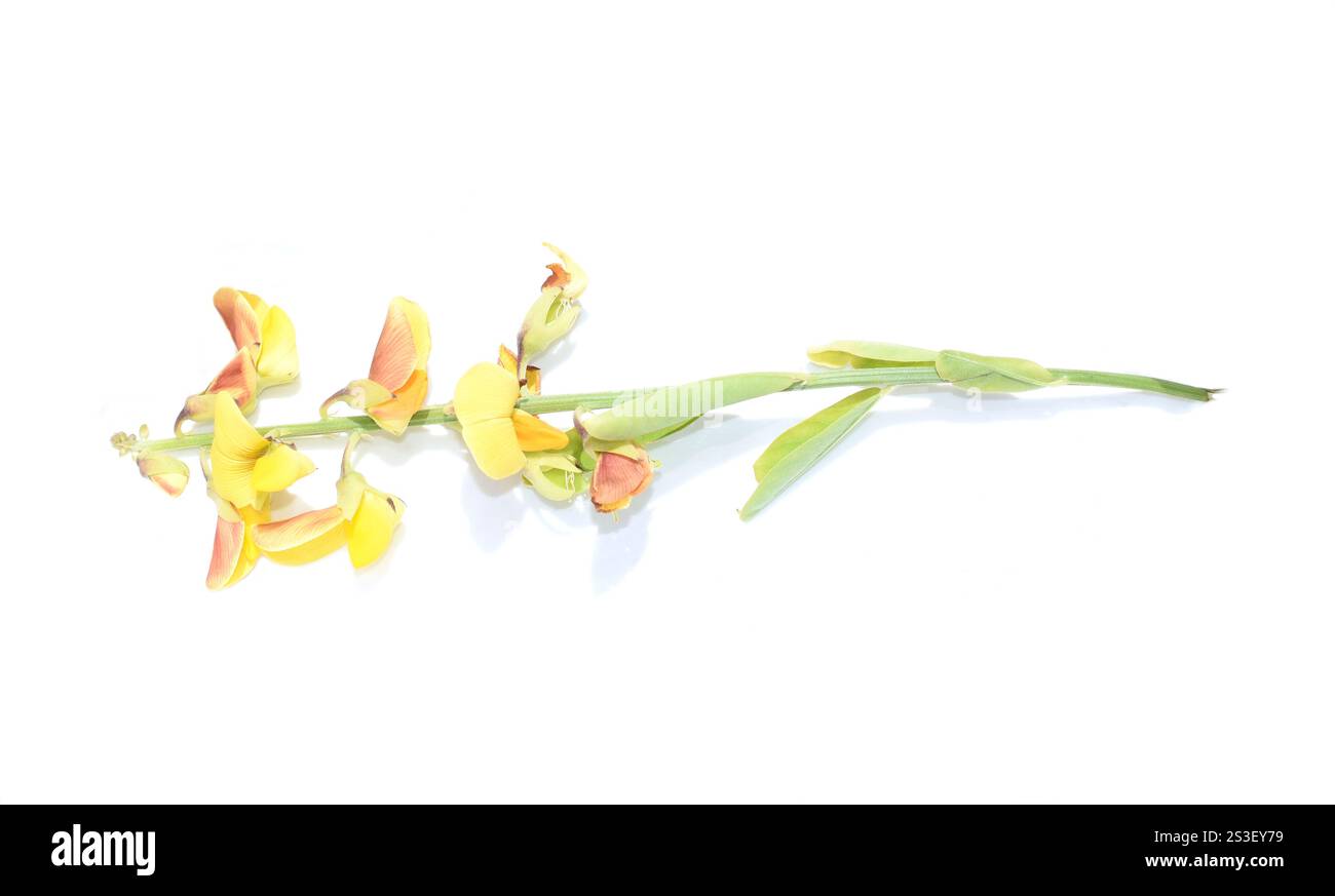 Rattlebox Crotalaria retusa yellow flowers on white background Stock ...