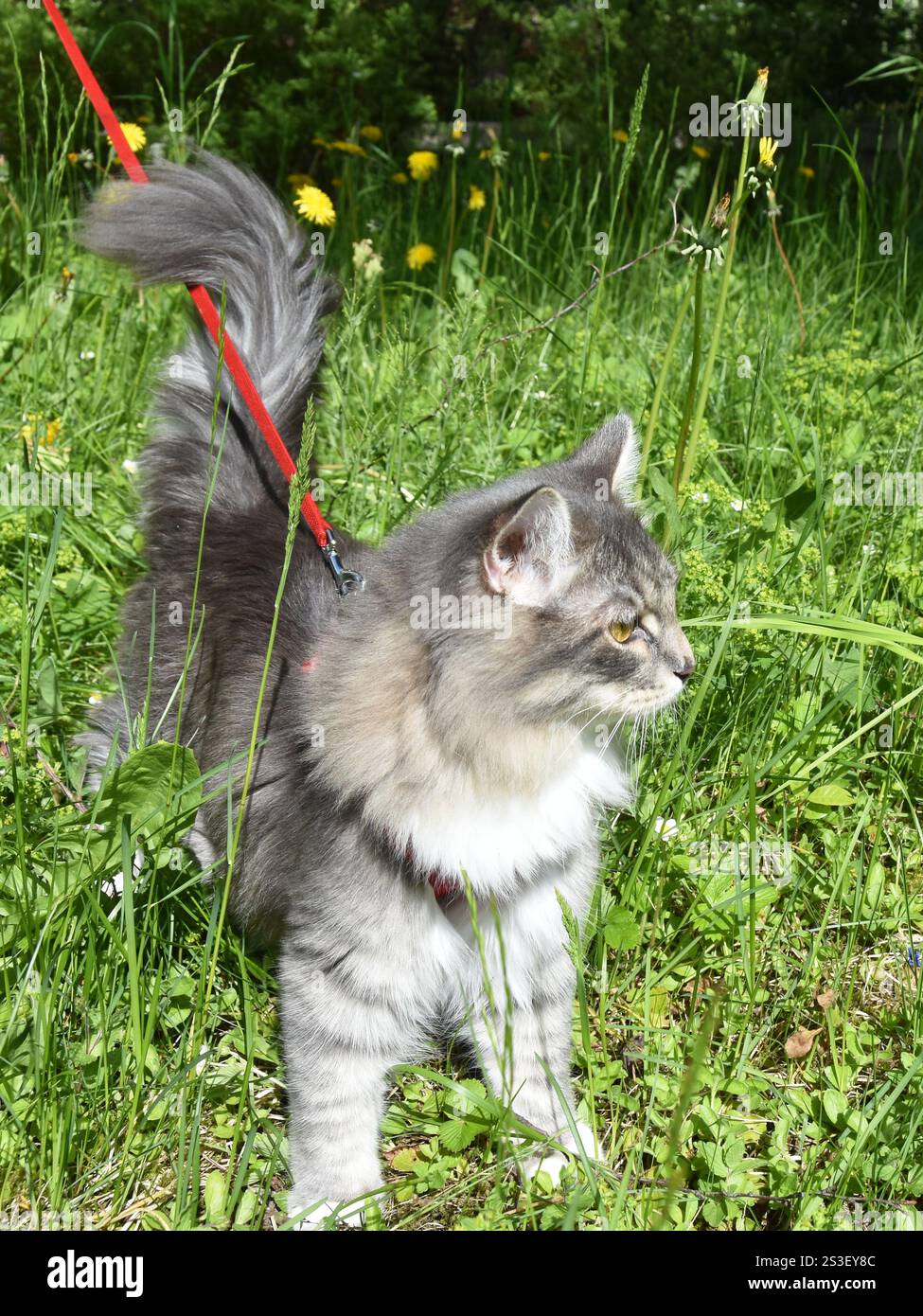gray purebreed Siberian cat on a string outdoor in a grass field Stock ...