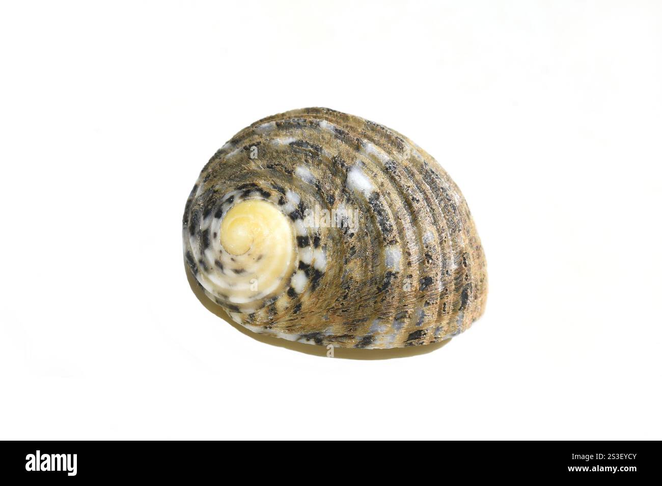 Shell from aquatic marine snail Nerita on white background Stock Photo ...