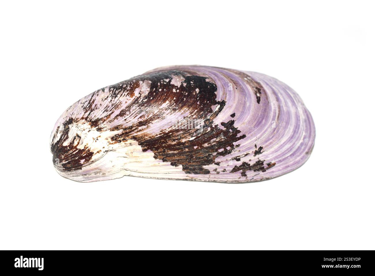 Shell from northern horsemussel Modiolus modiolus isolated on white ...