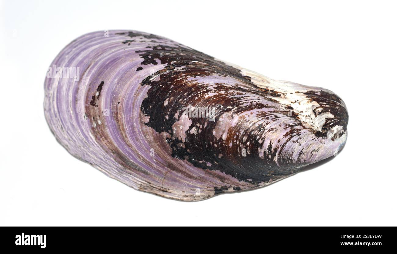 Shell from northern horsemussel Modiolus modiolus isolated on white ...