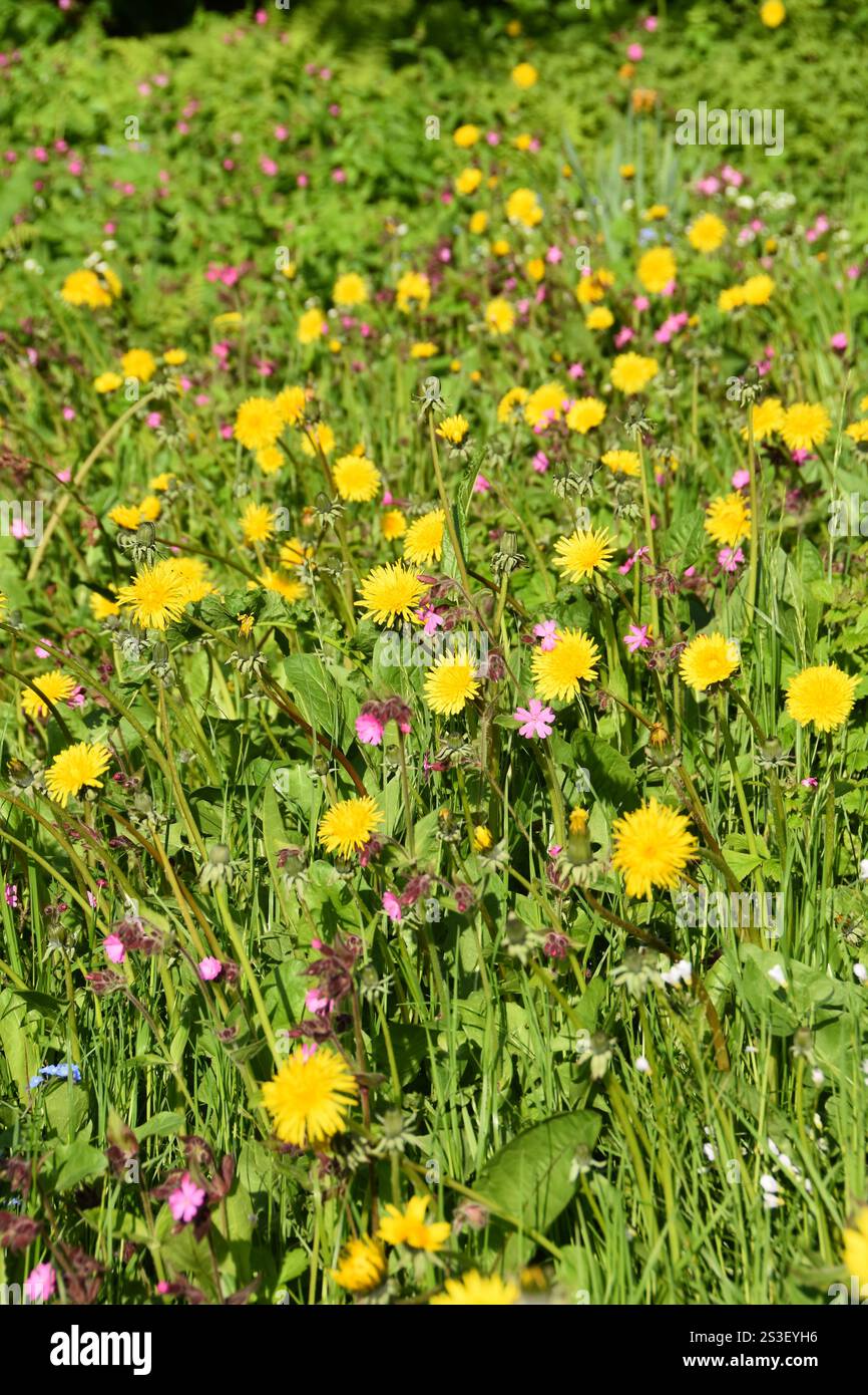 Insect friendly environment hi-res stock photography and images - Alamy