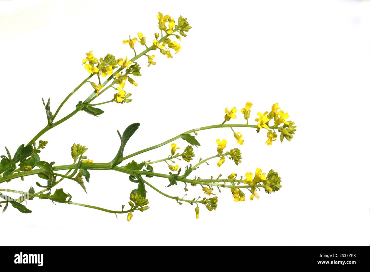 Wintercress Barbarea vulgaris yellow flowers on white background Stock ...