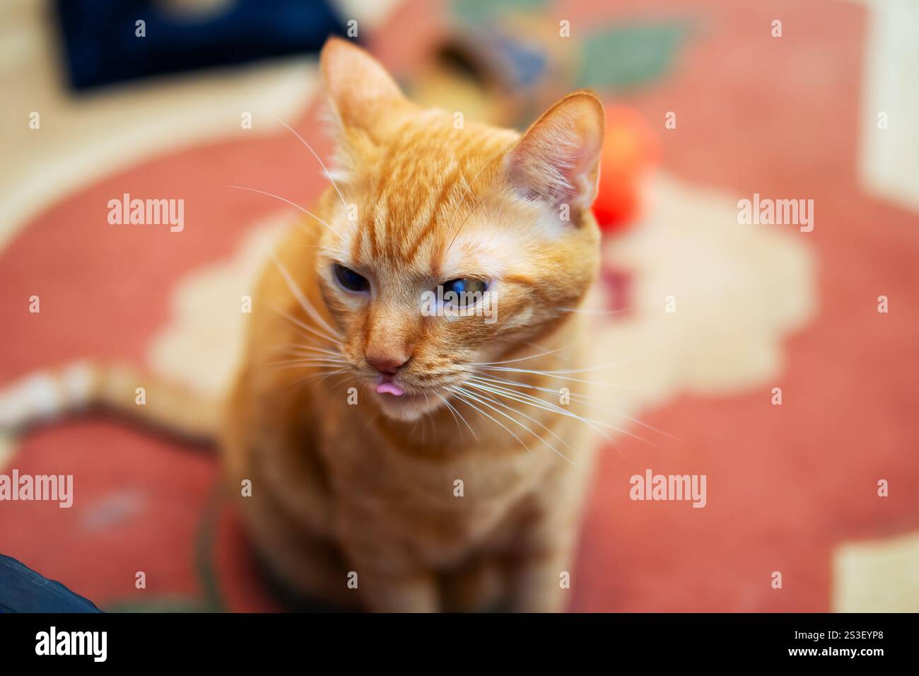 This is a closeup image featuring a cat that has its tongue playfully ...
