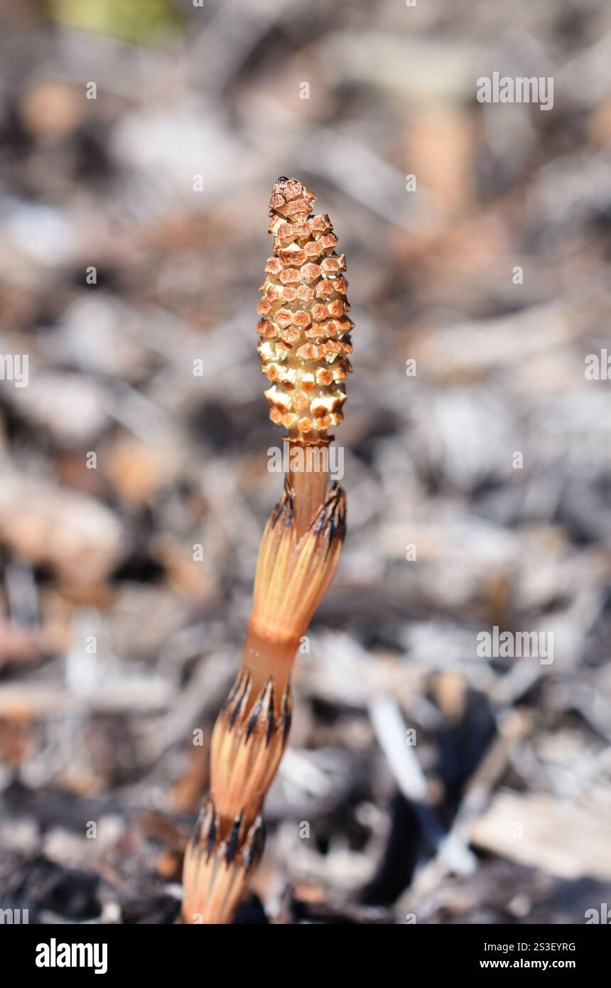 Spring stem from horsetail plant Equisetum Stock Photo - Alamy