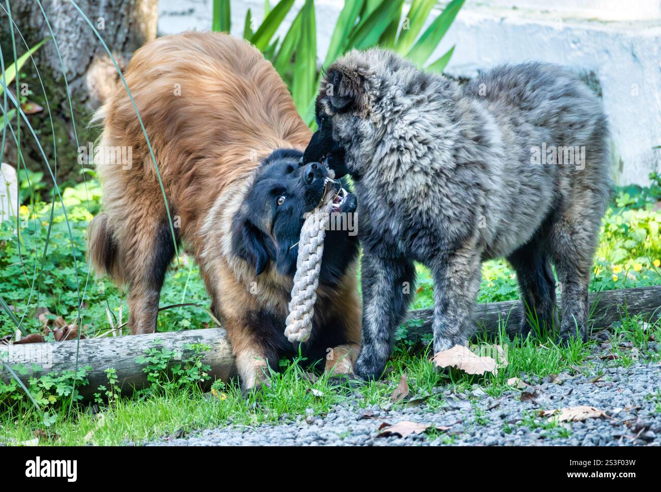 Two fluffy Serra da Estrela dogs playing tug-of-war with a rope toy in ...